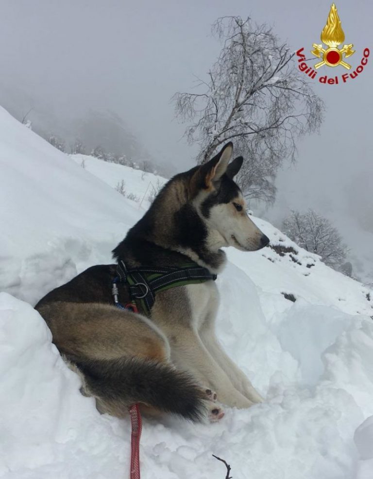 Monte Due Mani, i Vigili del Fuoco salvano husky disperso da 2 giorni ...