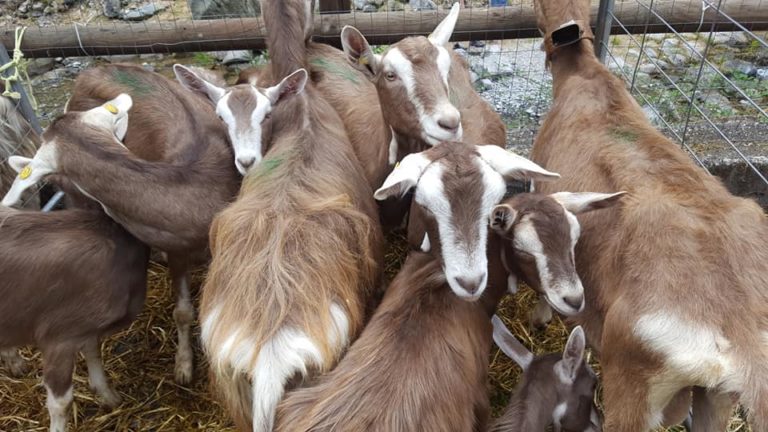 Caslino d'Erba, il 18 settembre torna la Fiera delle Capre | Erbanotizie